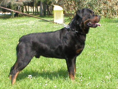 Bojová plemena - Fotoalbum - rotvajler - rotvajler - rotvajler5eblc5.png